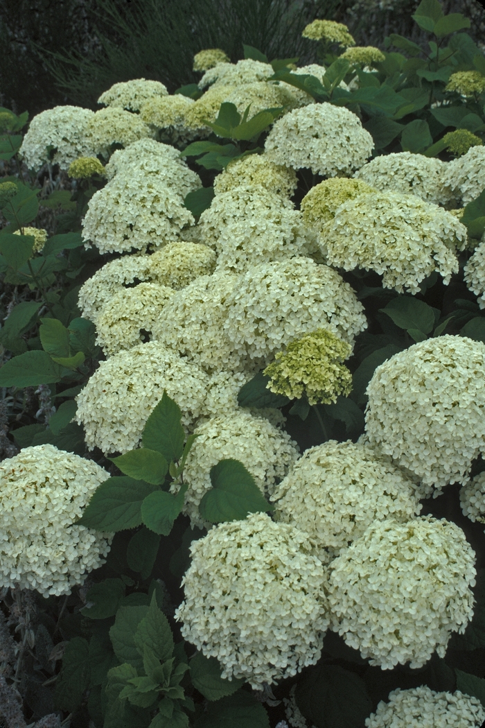 Hydrangea arborescens 'Annabelle' | Smooth Hydrangea | All Seasons Nursery Hydrangea arborescens 'Annabelle' | Smooth Hydrangea | All Seasons Nursery