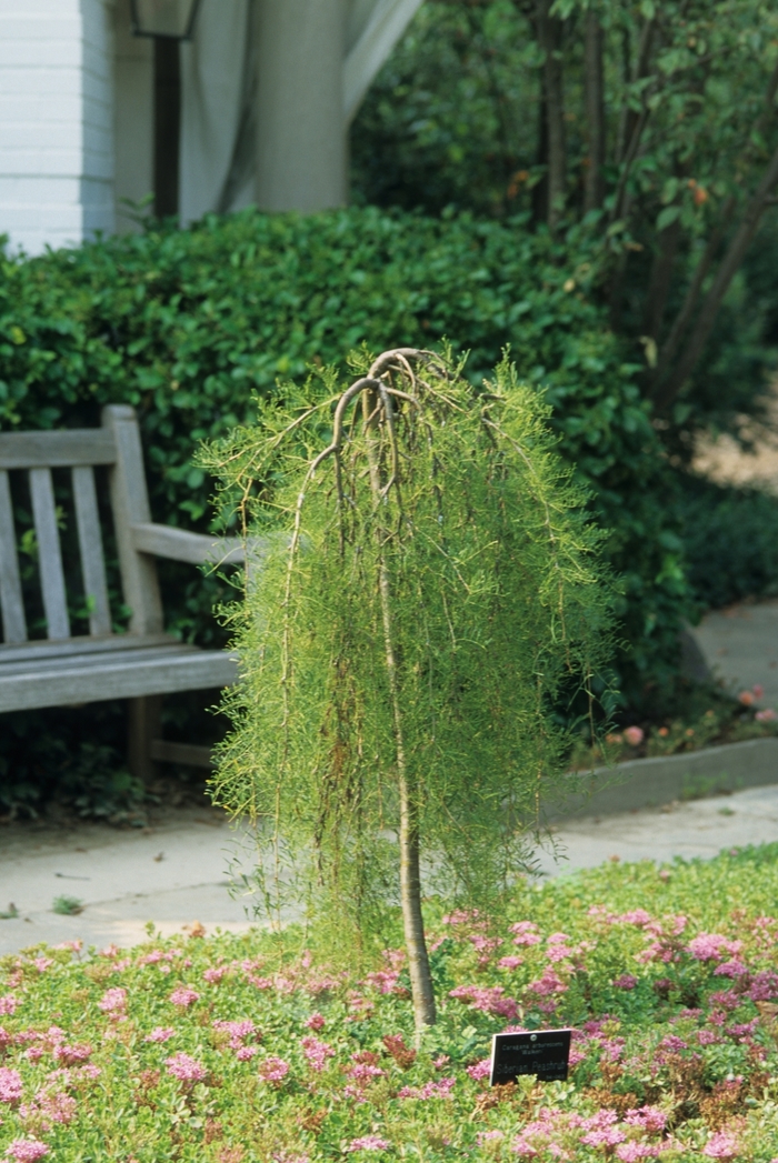 Caragana arborescens pendula 'Walker' | Walker Weeping Peashrub | All ... Caragana arborescens pendula 'Walker' | Walker Weeping Peashrub | All ...